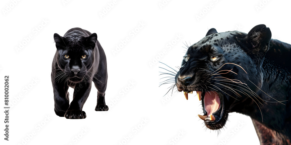 Ready to attack: Set of aggressive black panther in close up, half body ...