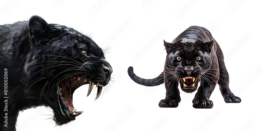 Collection of aggressive black panther in close up, half body and full ...