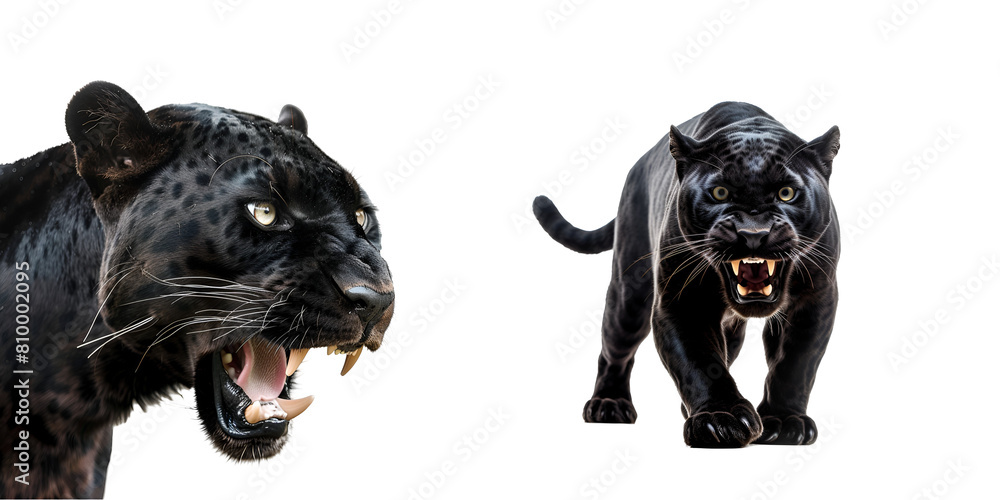 Aggressive black panther set in close up, half body, and full body, on ...