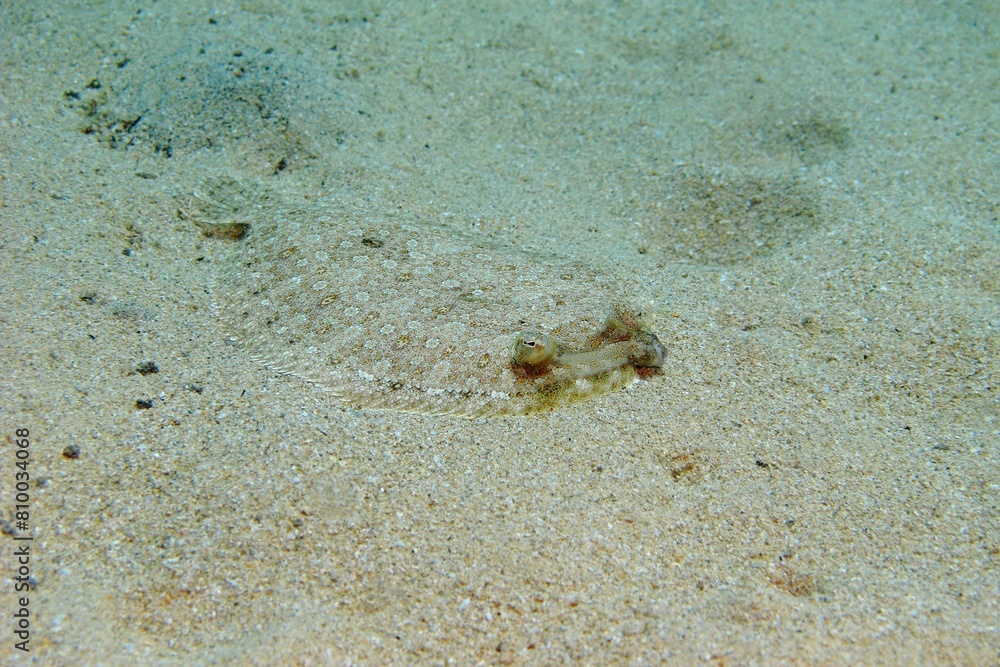 Fish flounder on the seabed. Detail of bottom flat dwelling fish ...