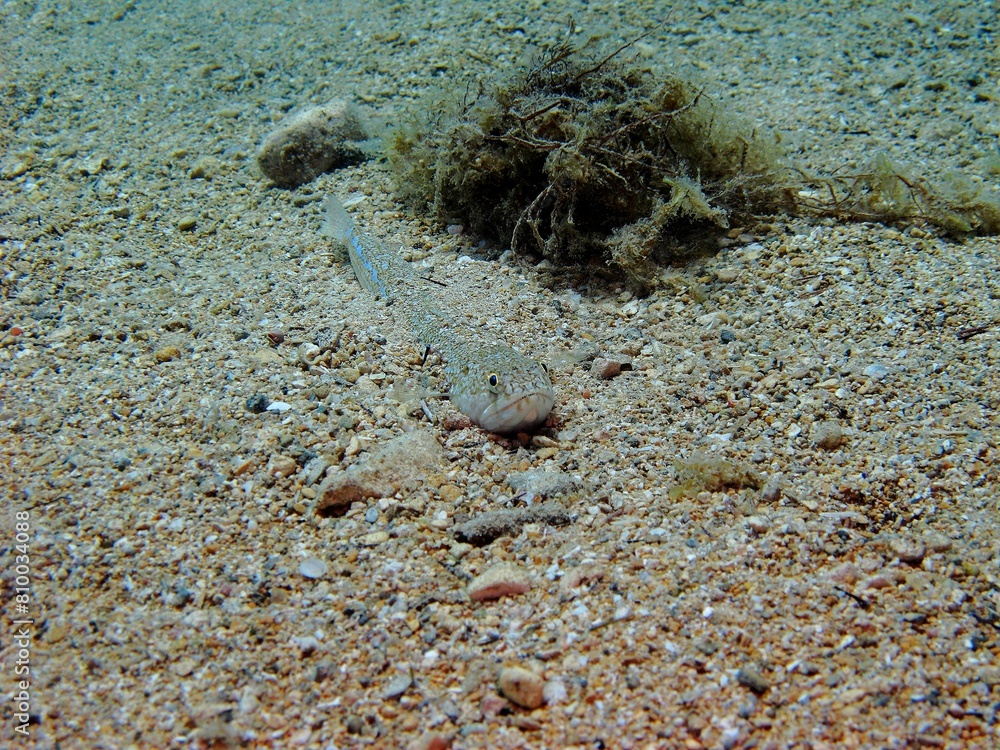 Lizardfish on the sandy seabed. Predator fish (Synodus intermedius ...