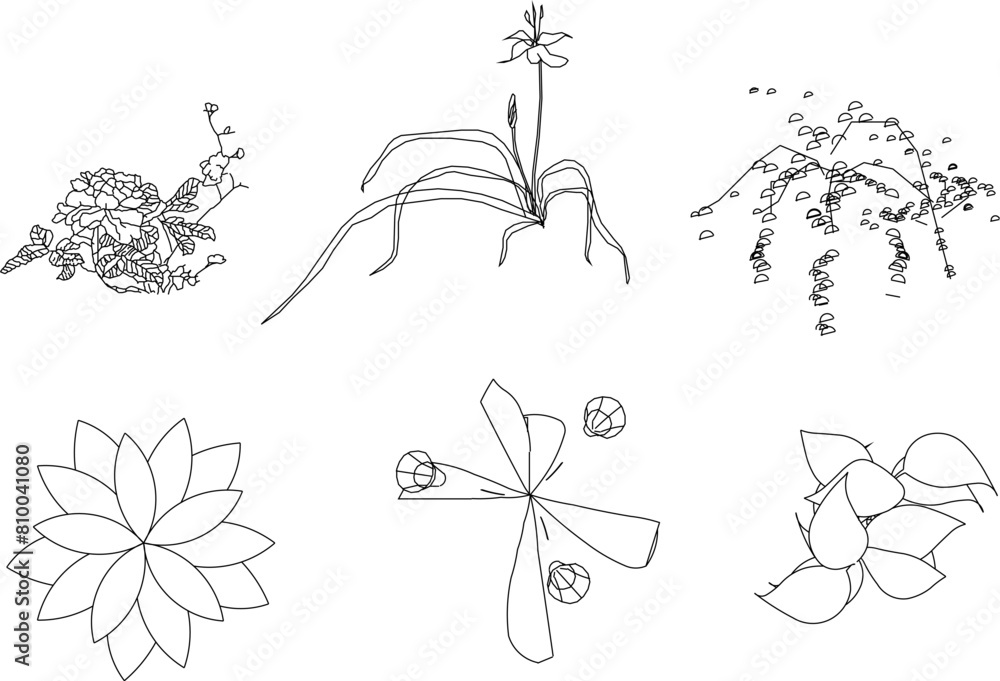 Detailed vector sketch, top view illustration of a plan for ornamental ...