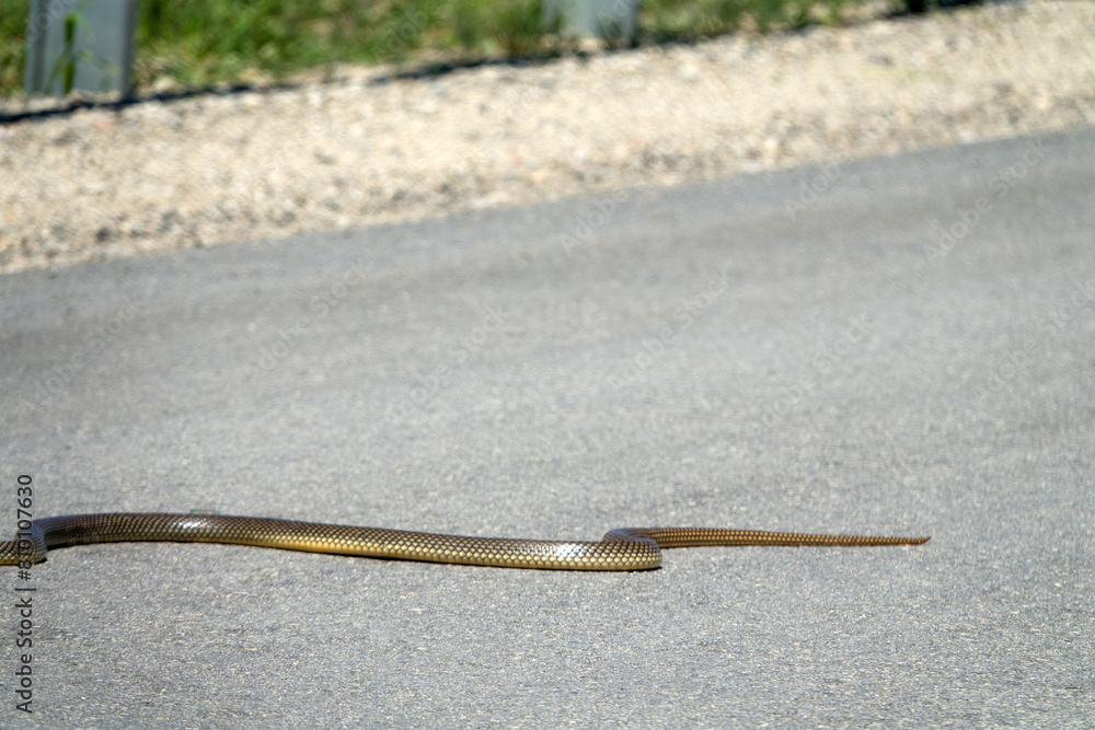 Large 1.5-meter Balkan snake (Coluber jugularis) on highway. It is very ...