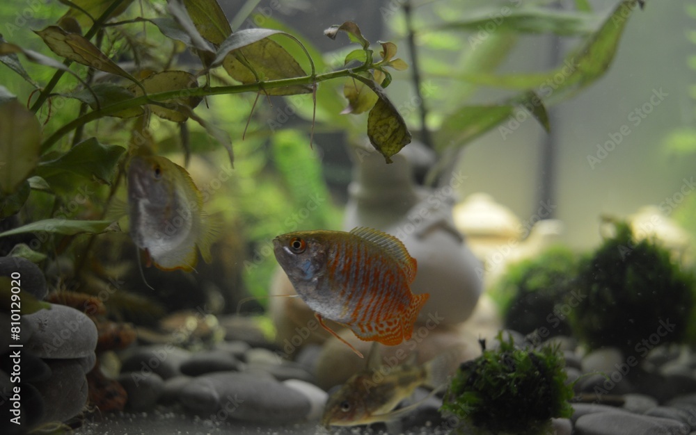 Two Lyalius fish - a male fish and a female fish, and Corydoras catfish ...