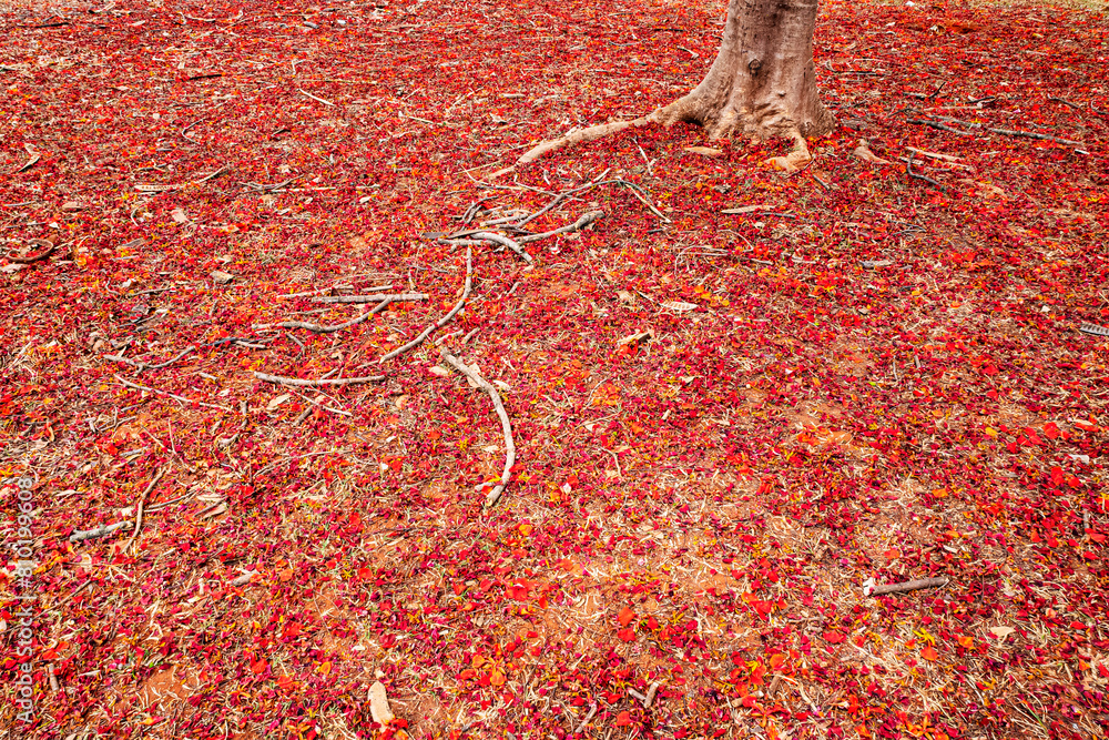 Flamboyant tree flowers lying on the ground, Delonix regia, also called ...