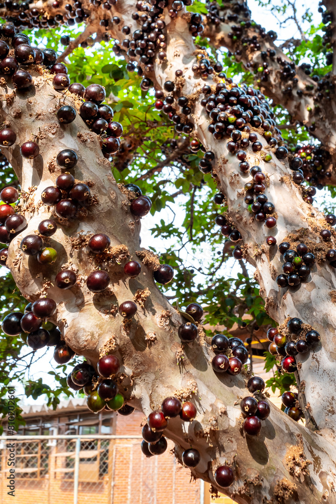Jabuticaba, Plinia cauliflora, it is the edible fruit of the ...