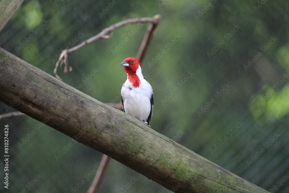 Foto de Red cardinal inside a on Rio de Janeiro Zoo's aviary area do ...