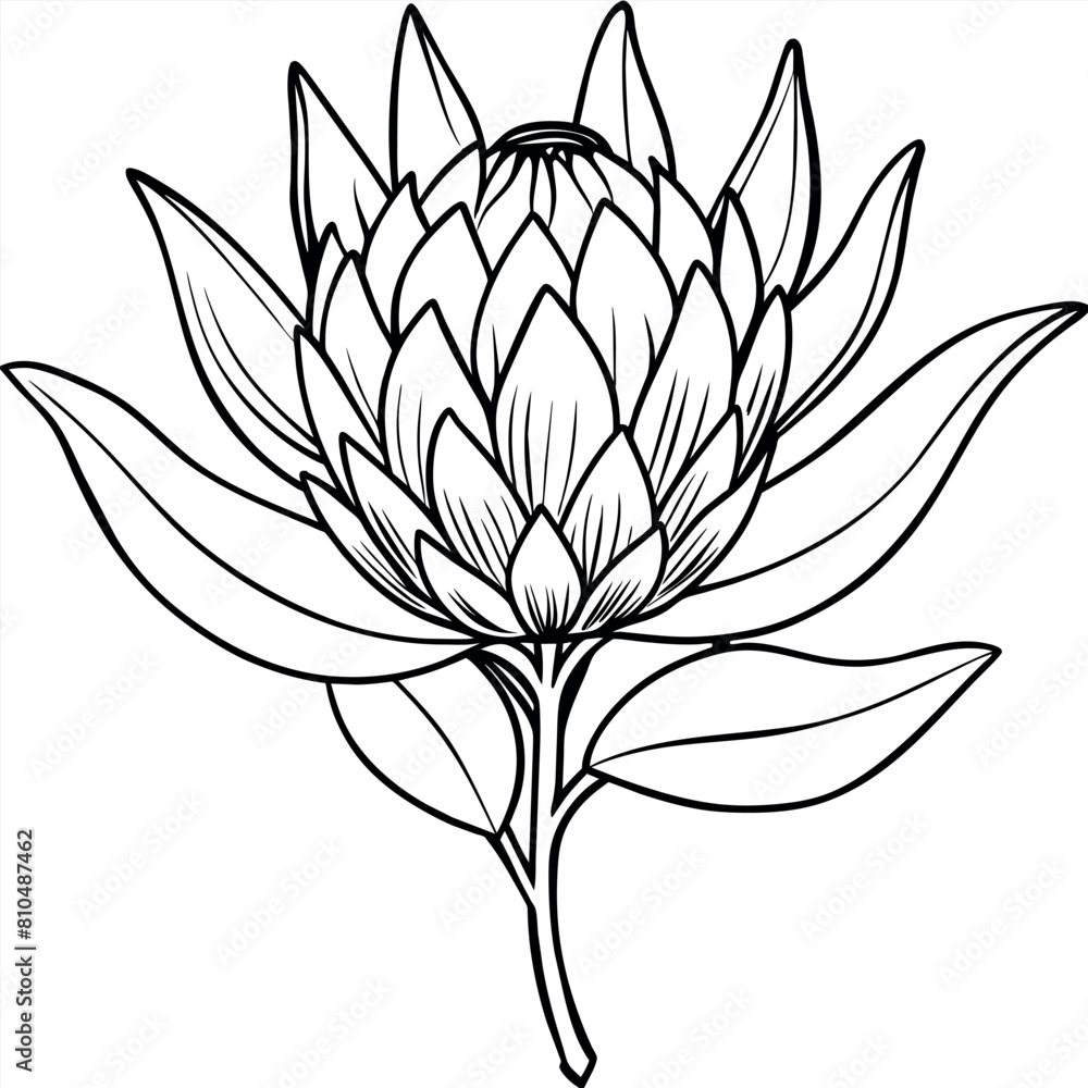 Protea flower outline illustration coloring book page design, Protea ...