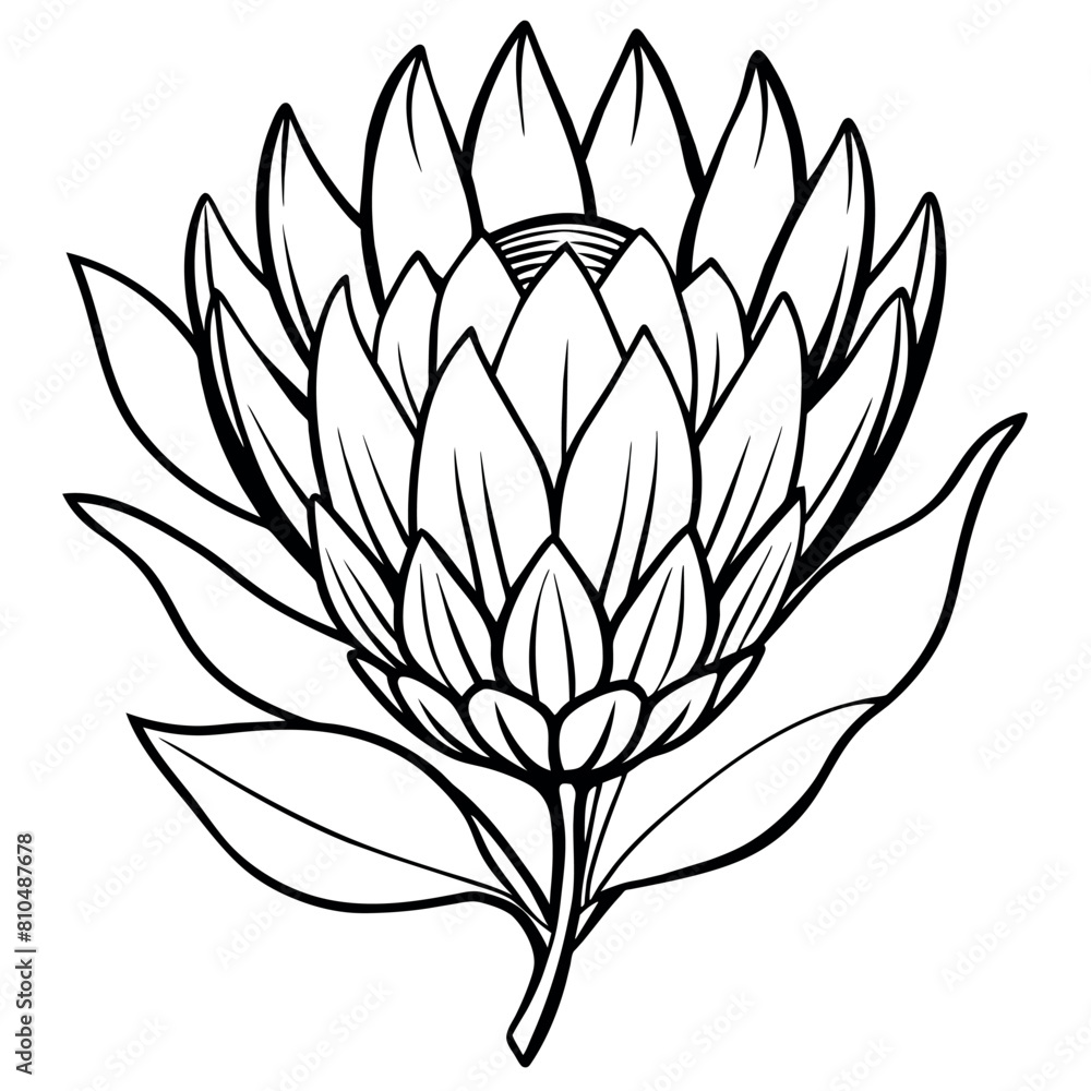 Protea flower outline illustration coloring book page design, Protea ...