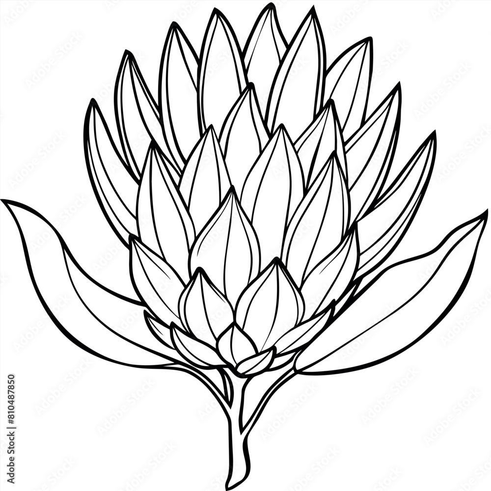 Protea flower outline illustration coloring book page design, Protea ...