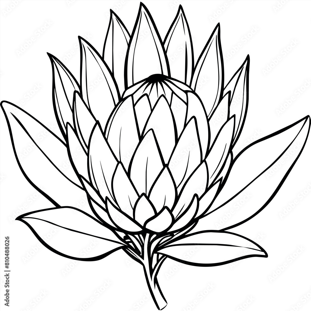 Protea flower outline illustration coloring book page design, Protea ...