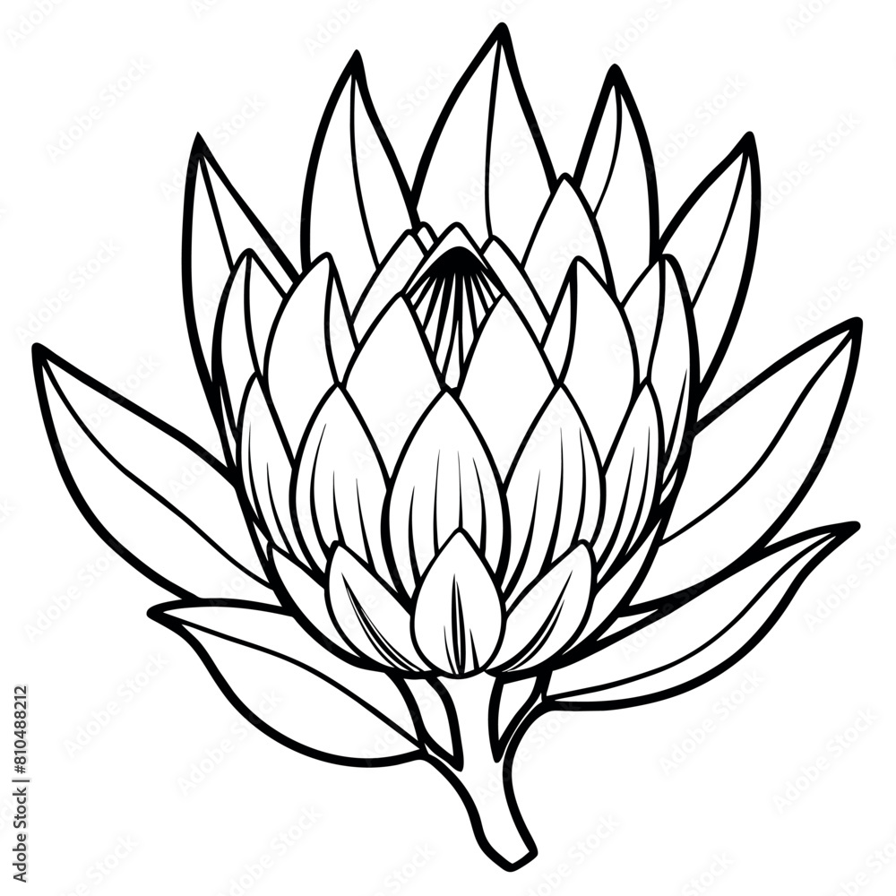 Protea flower outline illustration coloring book page design, Protea ...