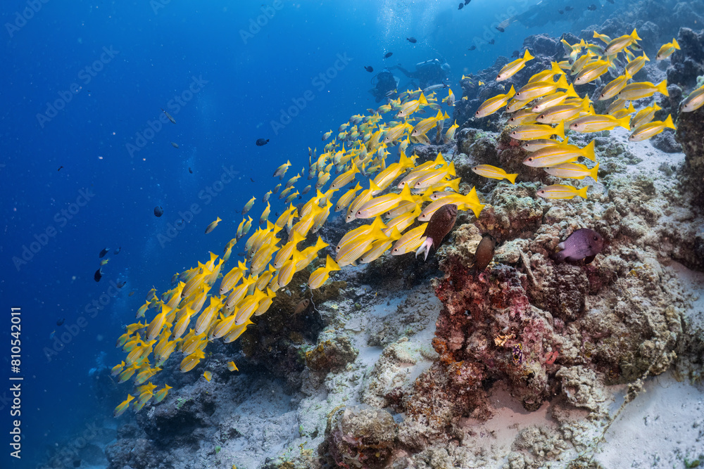 Real big group of five line yellow snapper photography swim in atoll ...