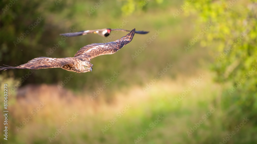 Changeable hawk-eagle chased by red-wattled lapwing. Stock Photo ...