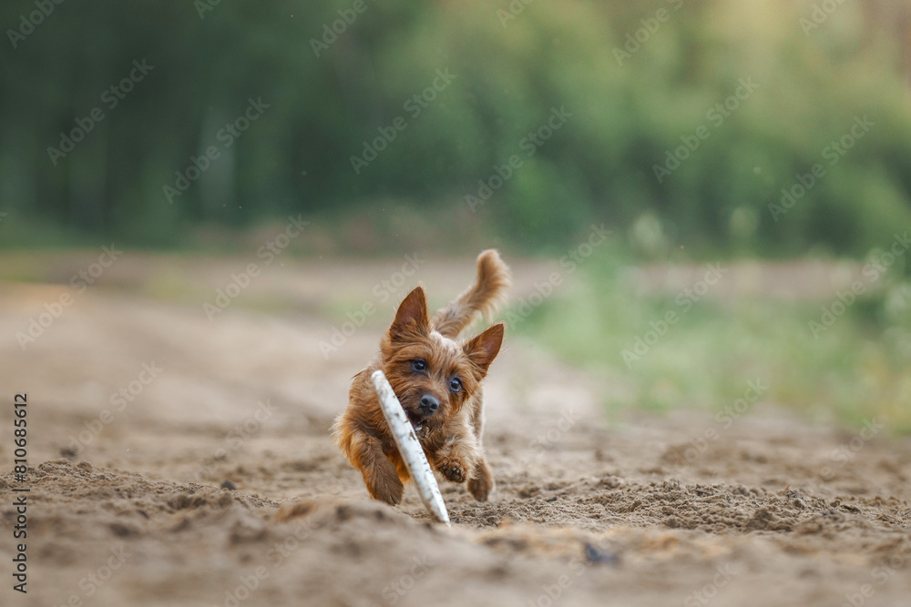 An Australian Terrier dog intently chases a toy showcasing ...