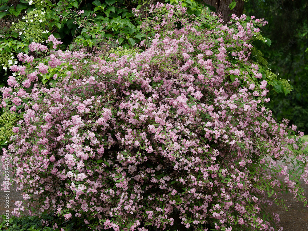 Japanese Snow Flower shrub or Deutzia elegantissima 'Rosealind'. Hybid ...