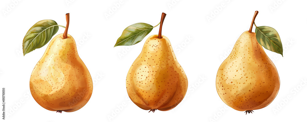 Hand drawn illustration of pear isolated on transparent background ...
