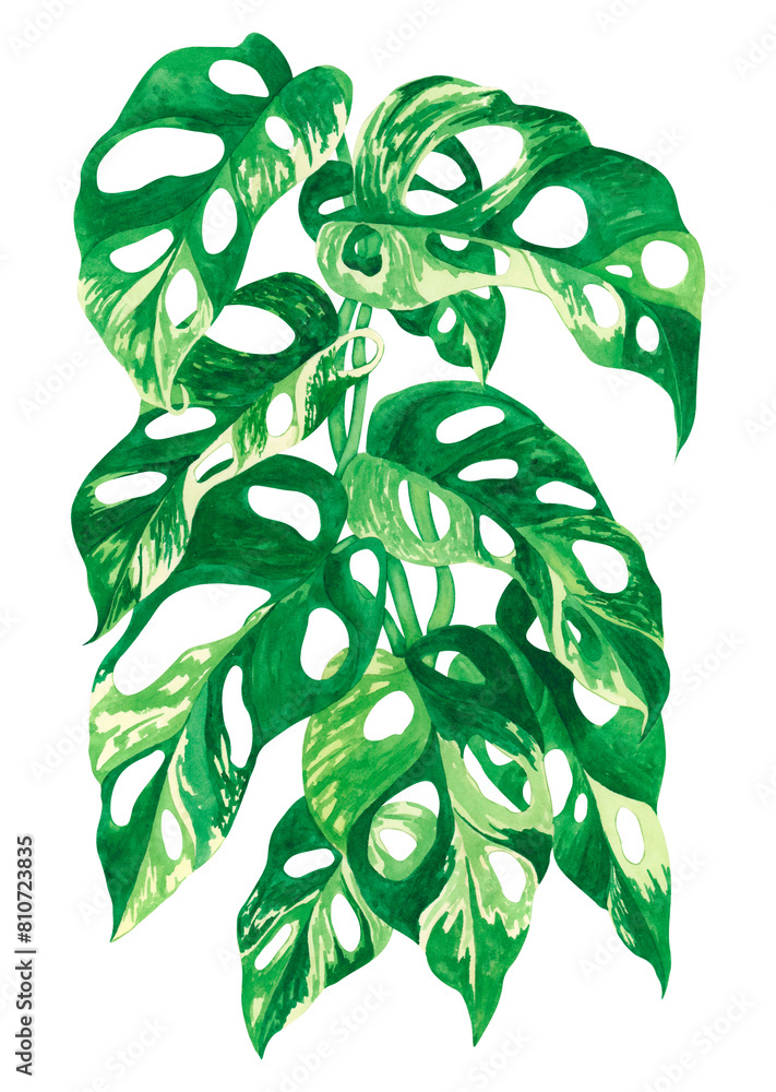 Monstera Adansonii variegata tropical plant watercolor illustration ...