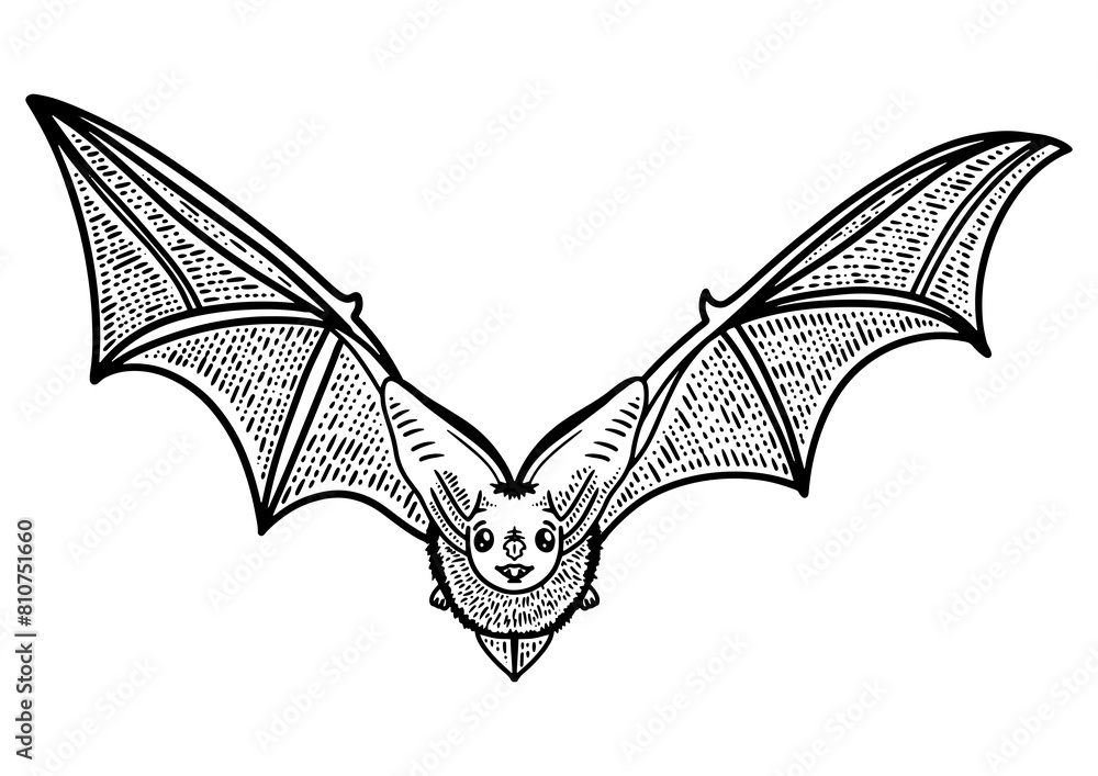 flying bat sketch engraving PNG illustration. T-shirt apparel print ...