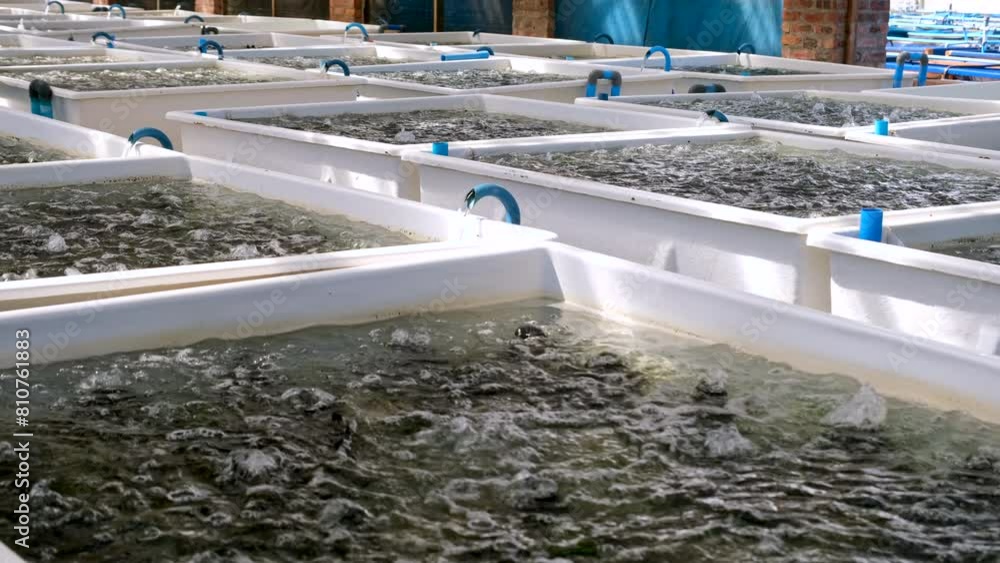 Aerated and bubbling abalone tanks on commercial aquaculture farm Stock ...