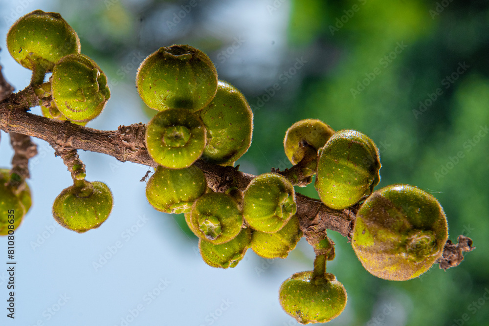 Cluster fig tree, Goolar, (Gular), Fig, (Ficus racemosa). Cluster Fig ...