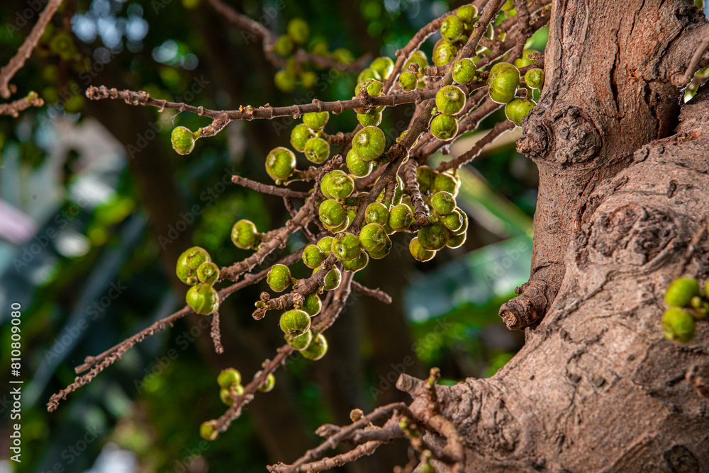 branch of a tree with fig , Beautiful Fig fruit photos Fig fruit Close ...