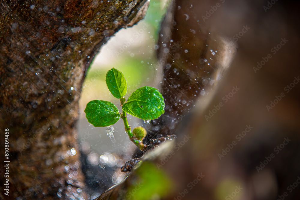 Foto de Beautiful Fig fruit photos Fig fruit Close up photos,The green ...