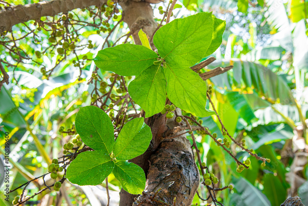 Beautiful Fig fruit photos Fig fruit Close up photos,The green fruit of ...