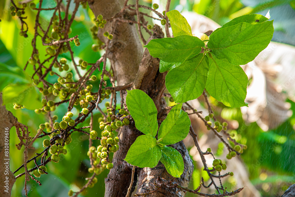 leaves on the tree,Beautiful Fig fruit photos Fig fruit Close up photos ...