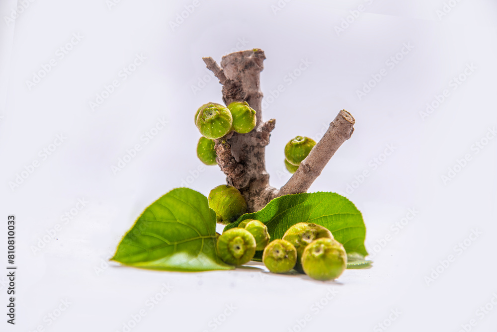 Cluster fig tree, Goolar, (Gular), Fig, (Ficus racemosa). Cluster Fig ...