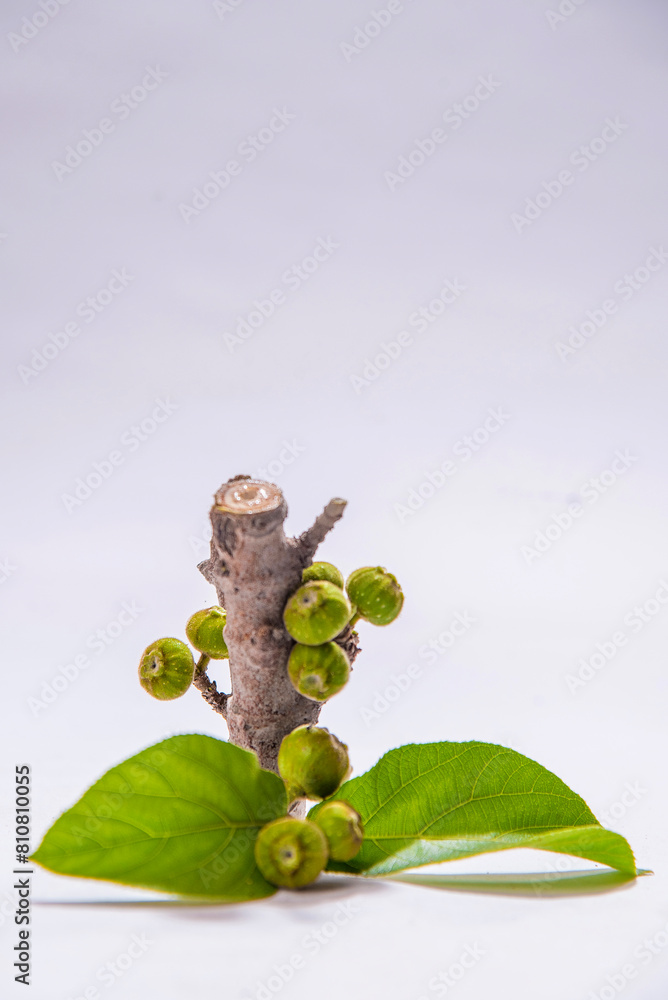 Cluster fig tree, Goolar, (Gular), Fig, (Ficus racemosa). Cluster Fig ...