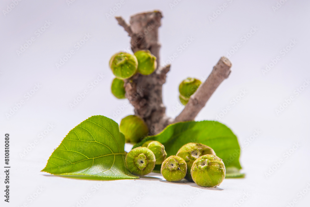 Cluster fig tree, Goolar, (Gular), Fig, (Ficus racemosa). Cluster Fig ...