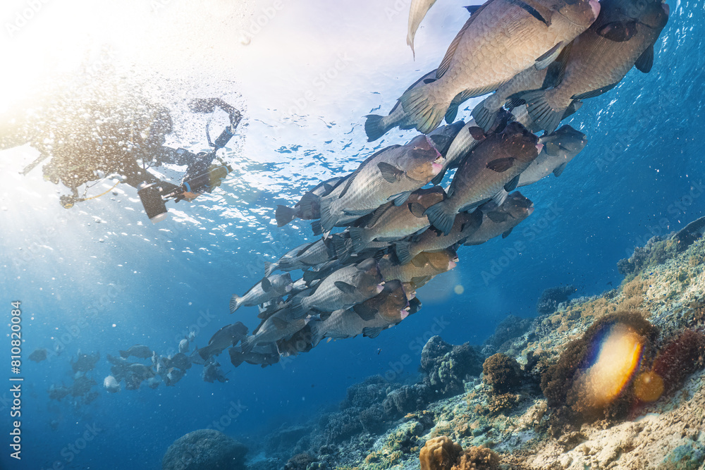 Real group of rare bumphead parrotfish photography swim in atoll deep ...