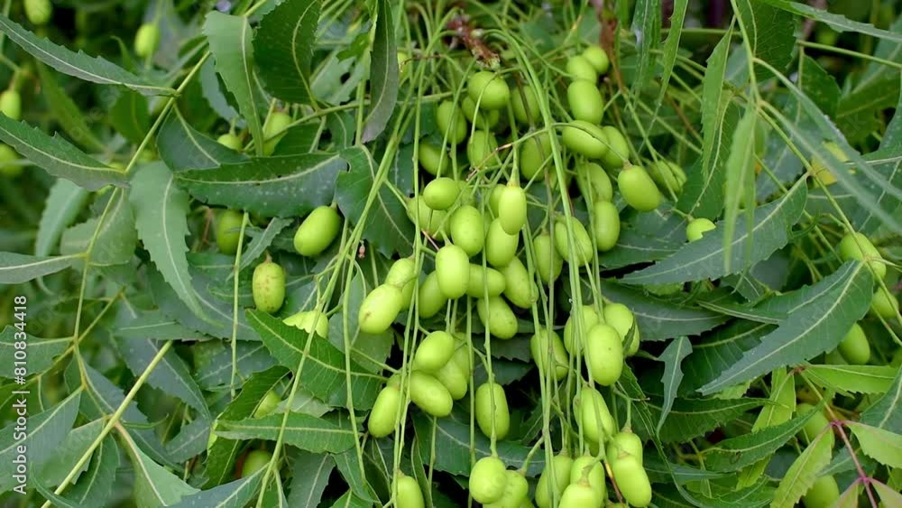 Fresh Neem fruit on tree with leaf on nature background, A leaves of ...