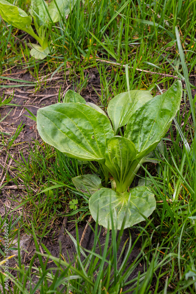 Plantago major Plantago, Plantain, fleaworts. There are 3-5 parallel ...