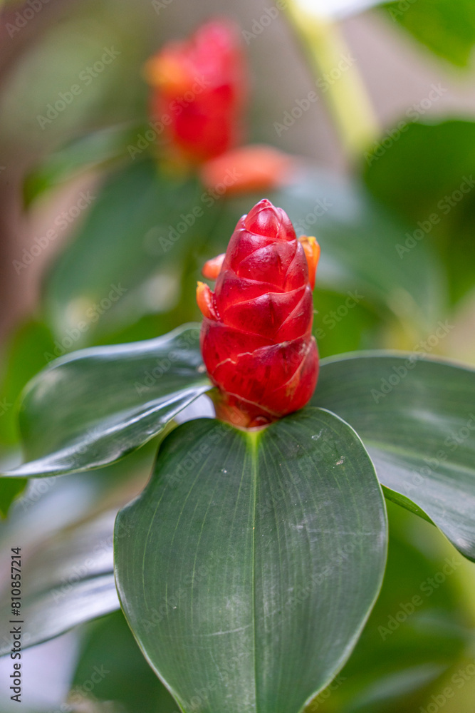 red ginger flower or costus spicatus is a plant native to Southeast ...