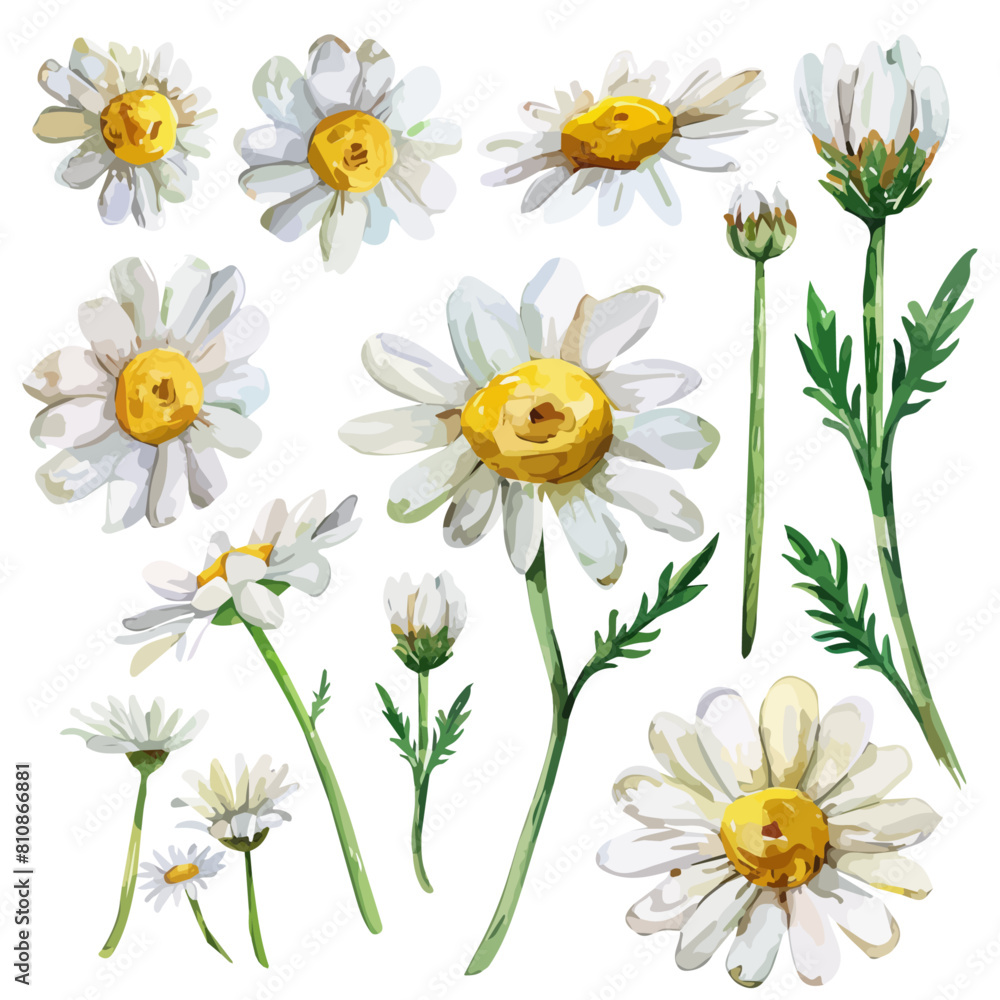 Watercolor painting vector of a chamomile flower Collection , isolated ...