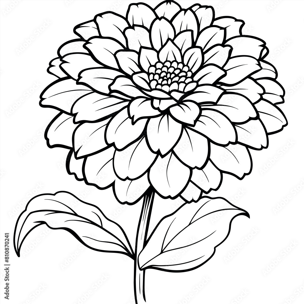 Zinnia Flower outline illustration coloring book page design, Zinnia ...