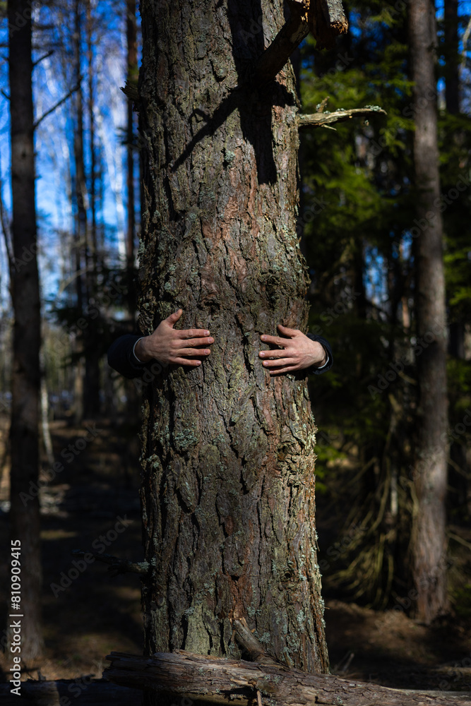 Hands hug the trunk of a large tree in the forest, protecting it ...