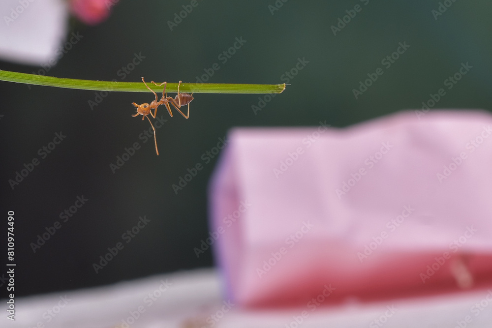 Weaver ants (Oecophylla) large red ants, Oecophylla weaver ants ...