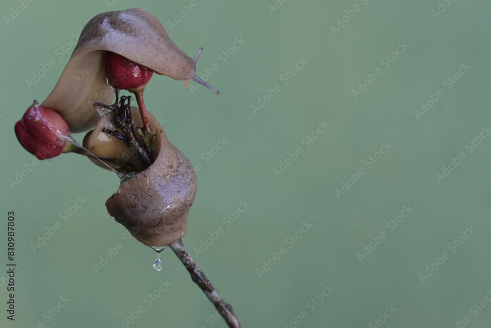 Two field slugs are feeding on bird's eye bush flowers. This shellless ...