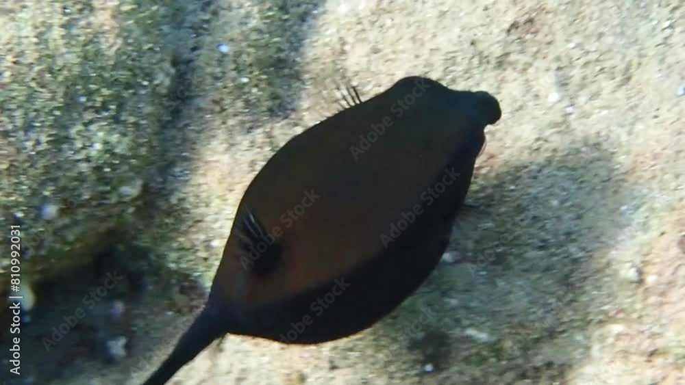 Black form of cube trunk-fish (Ostracion cubicus) inhabits coral reefs ...