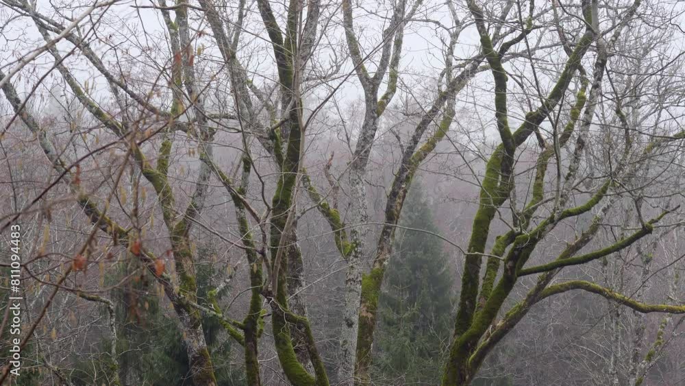 Forest landscape with a little fog. treetop view Very old intact mixed ...