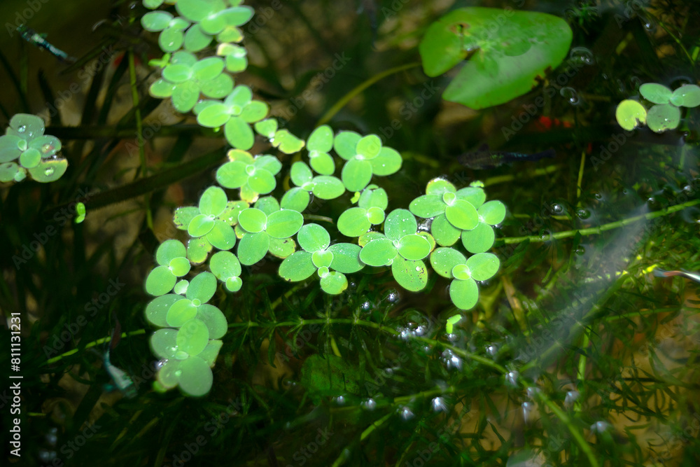Lemna minor also known as Lemna minor,Lemna minor is a popular plant ...