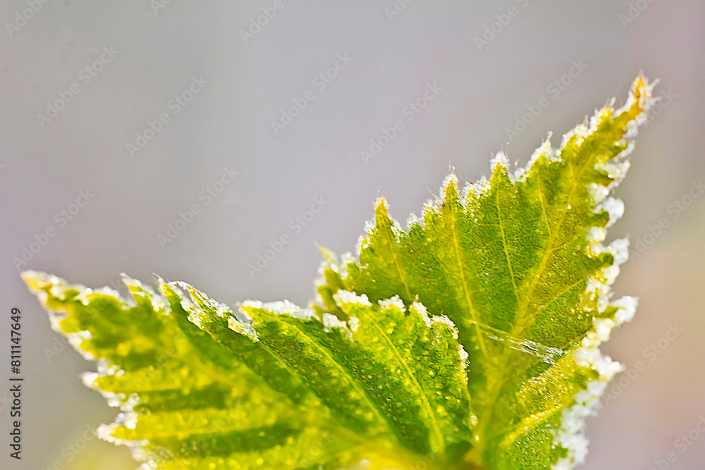 Freezer burn. The spring young foliage was covered with ice crystals ...