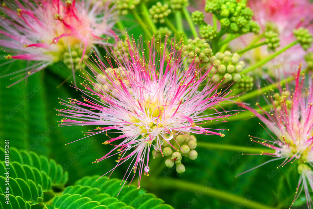 Pink siris, silk tree acacia (Albizia julibrissin) during the flowering ...