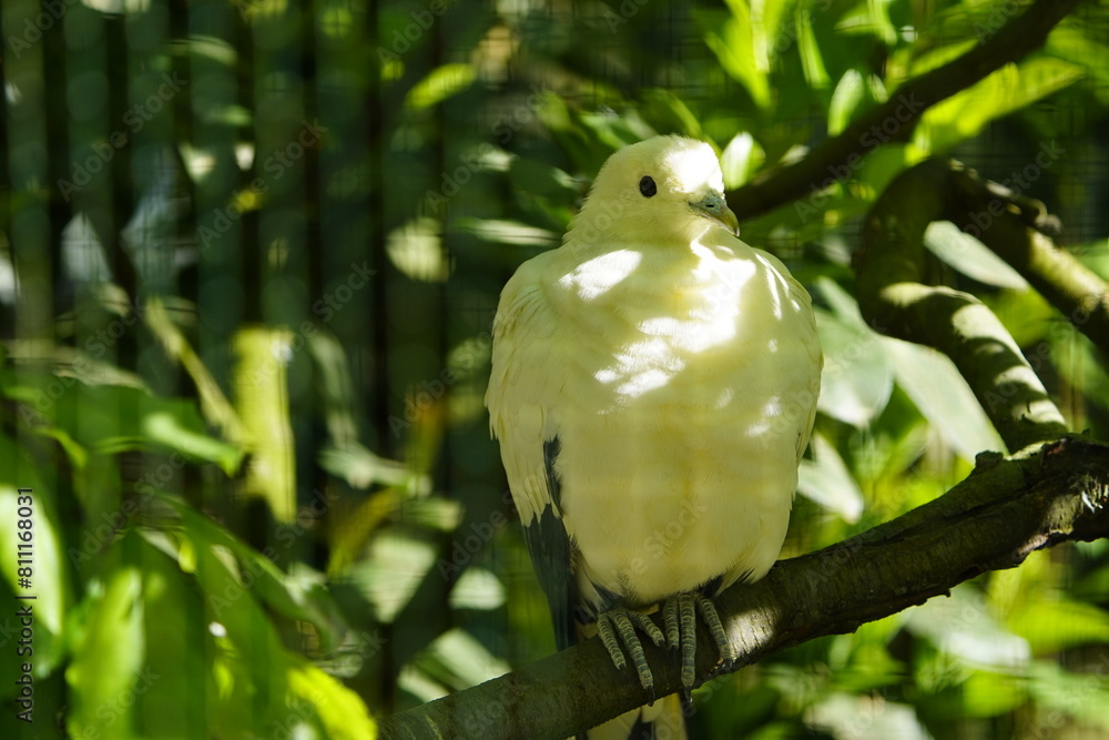 The silver-tipped imperial pigeon (Ducula luctuosa), also known as the ...