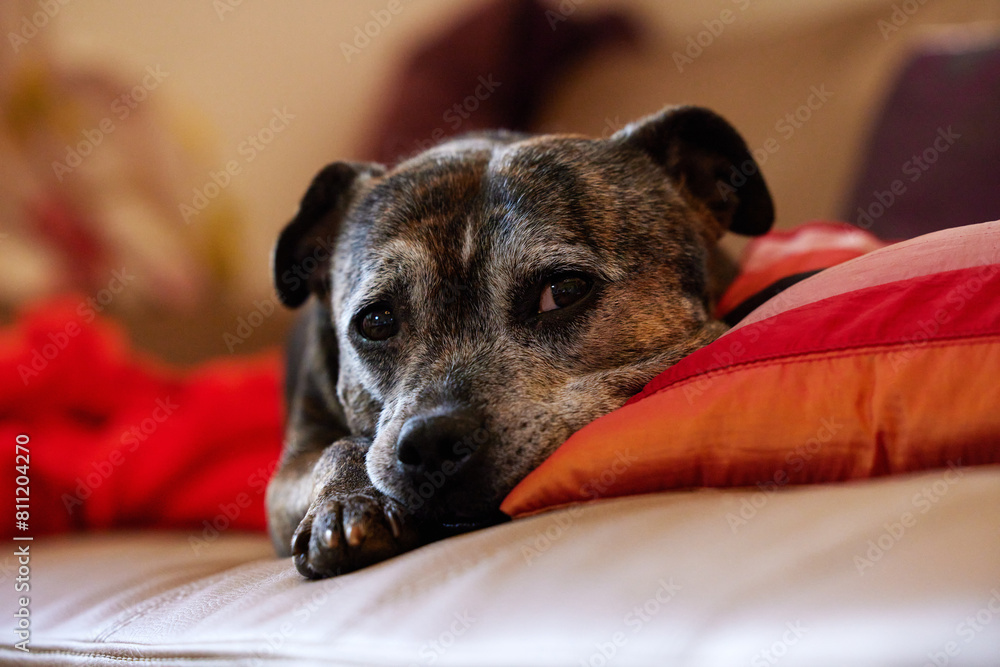 Dog, rest and couch in family home for elderly pet, sleep and relax on ...