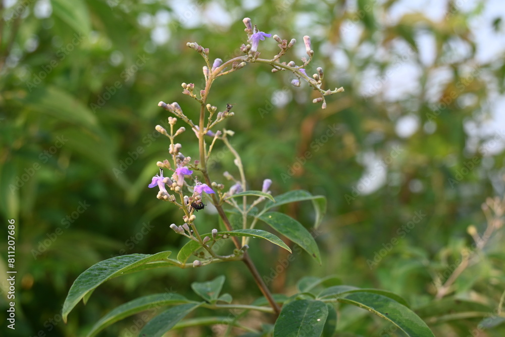 Vitex negundo plant flower. It's other name Chinese chaste tree, five ...