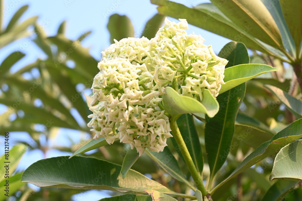 Alstonia scholaris tree flower. Its other names blackboard tree ...
